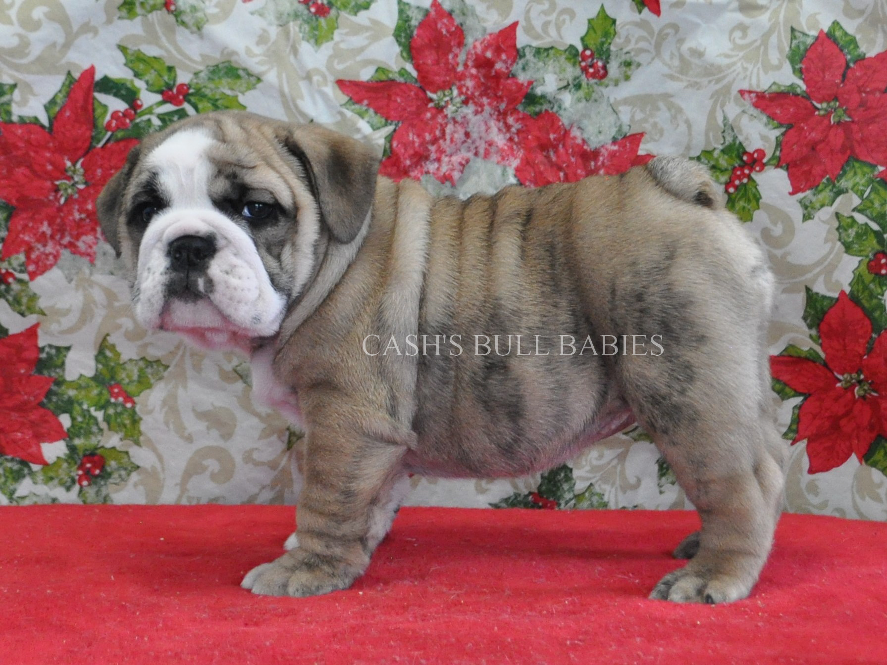 AKC English Bulldog Puppies For Sale, Champion Sired English Bulldog ...
