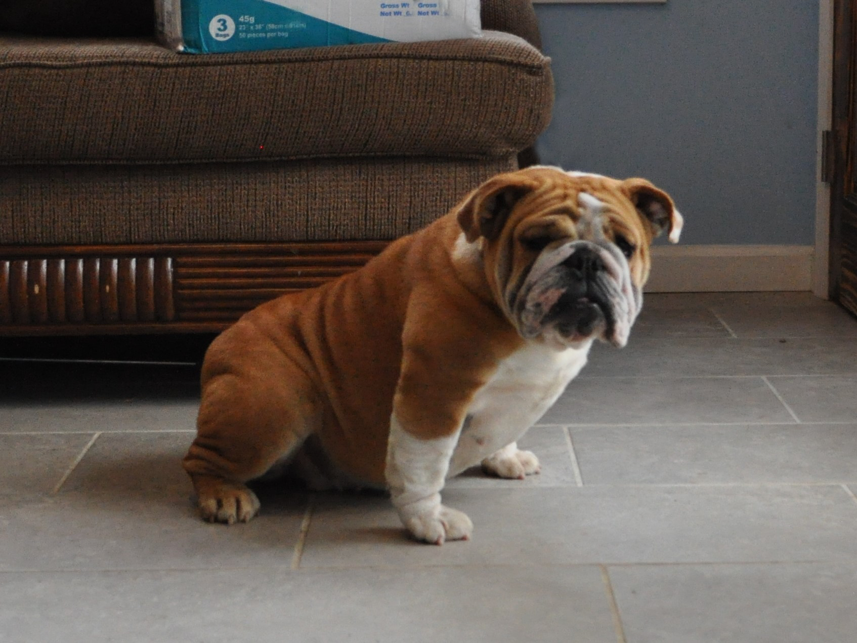 Available Adult AKC English Bulldogs For Sale and Retired Adult AKC ...