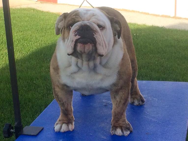 Sires, AKC Champion Bulldog Sires, Champion Sired Bulldogs, AKC Bulldog ...