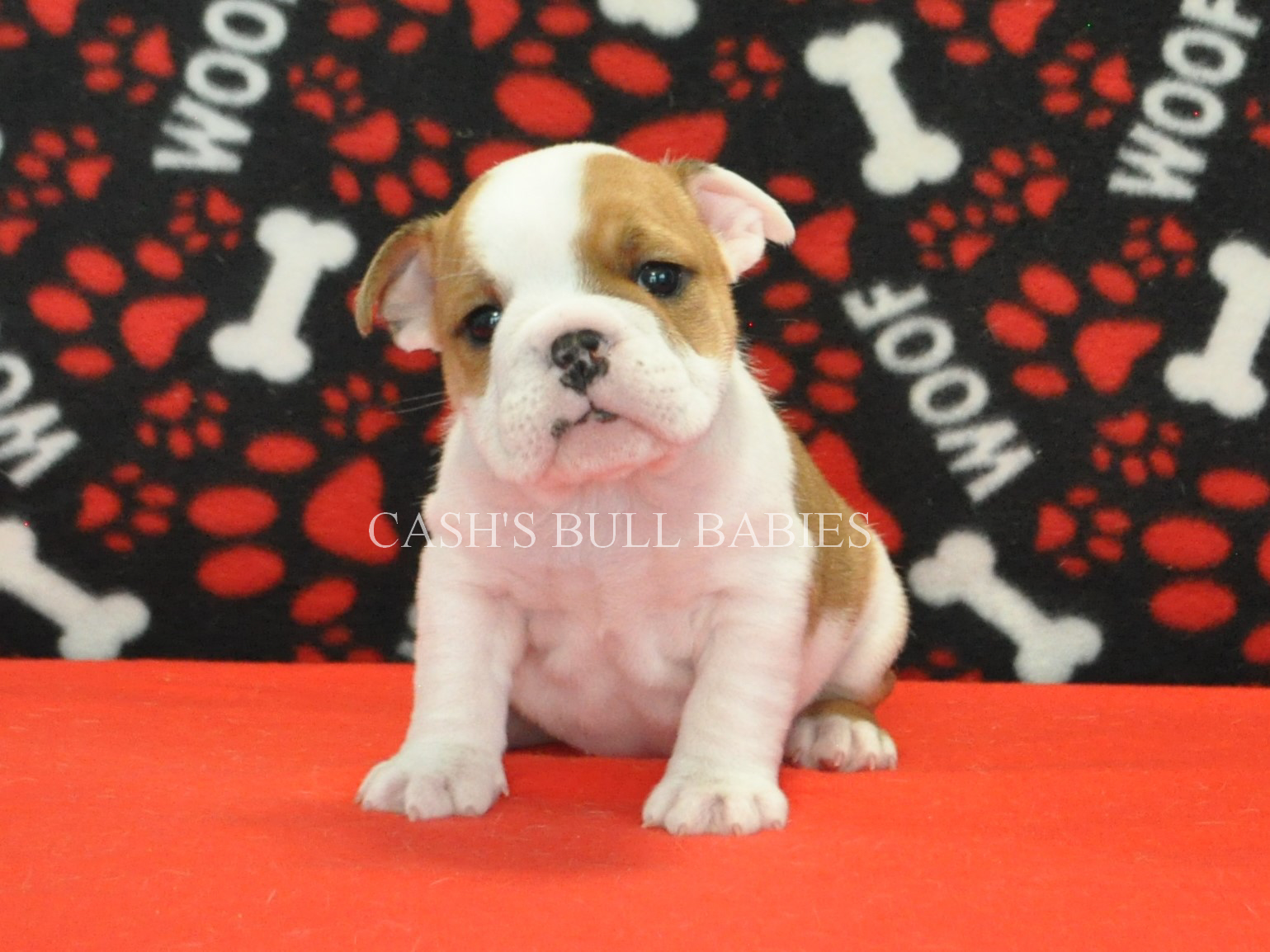 AKC English Bulldog Puppies For Sale, Champion Sired English Bulldog ...