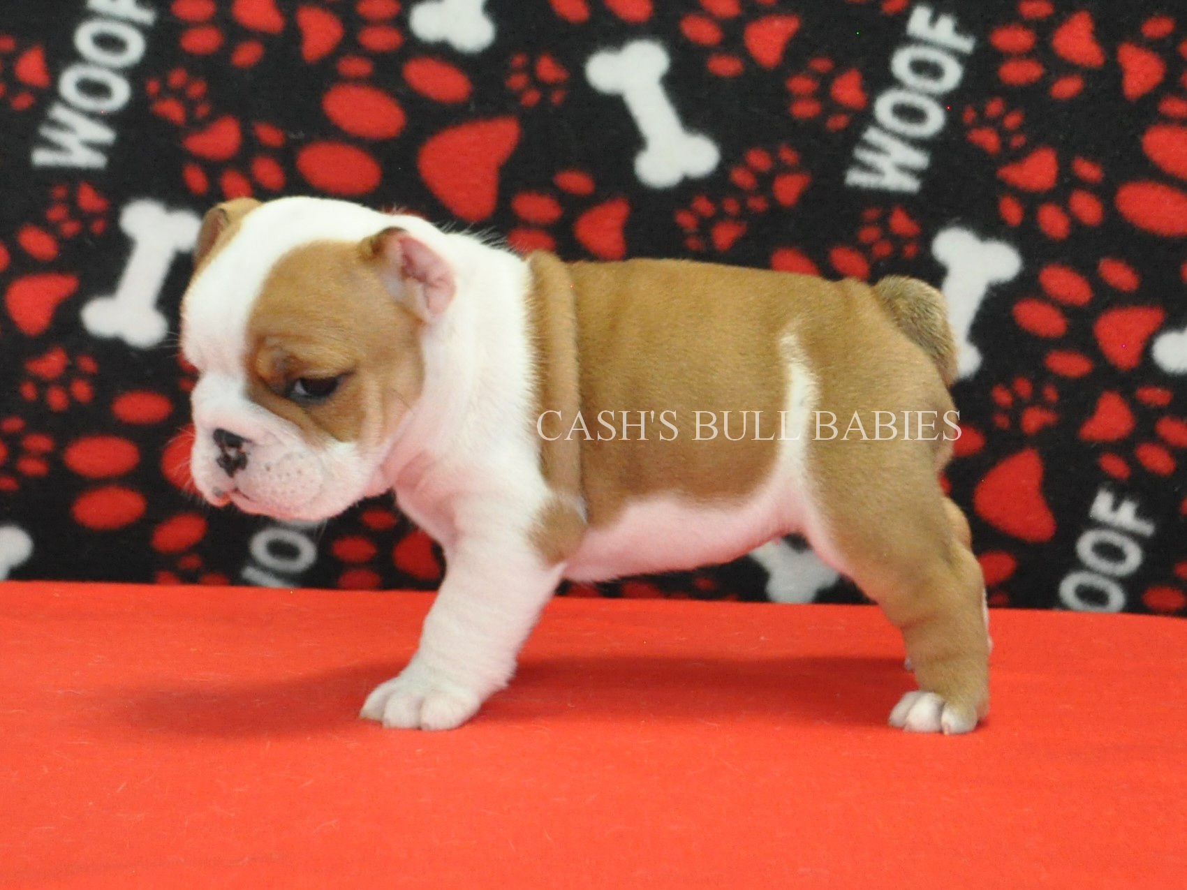 AKC English Bulldog Puppies For Sale, Champion Sired English Bulldog ...